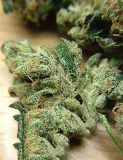 My Favorite Strains: Sour Diesel - Weedist