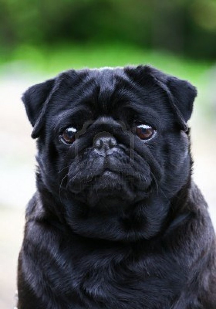 Sick Dogs: Collateral Damage of Marijuana Legalization - Weedist