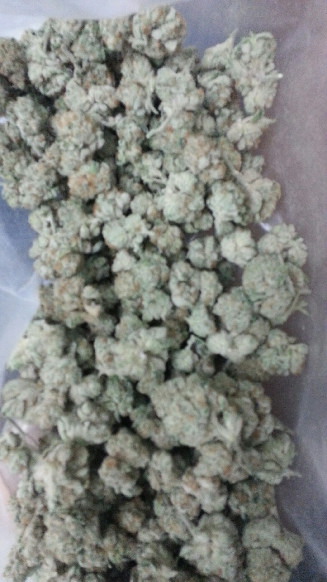 Grape Stomper has 20%+ THC and crazy keyed nugs!