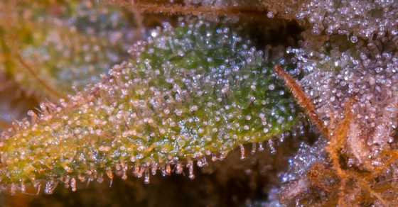 It’s Not an Opinion, Marijuana Is Less Dangerous - Weedist