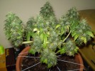 Cannabis Bonsai - Weedist