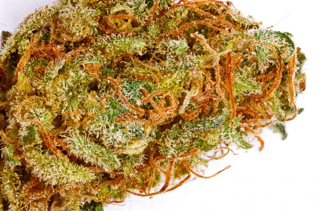 My Favorite Strains: G13 - Weedist