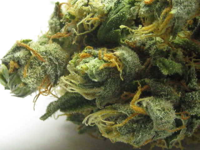 Four Strains for the Grateful Dead Fan - Weedist