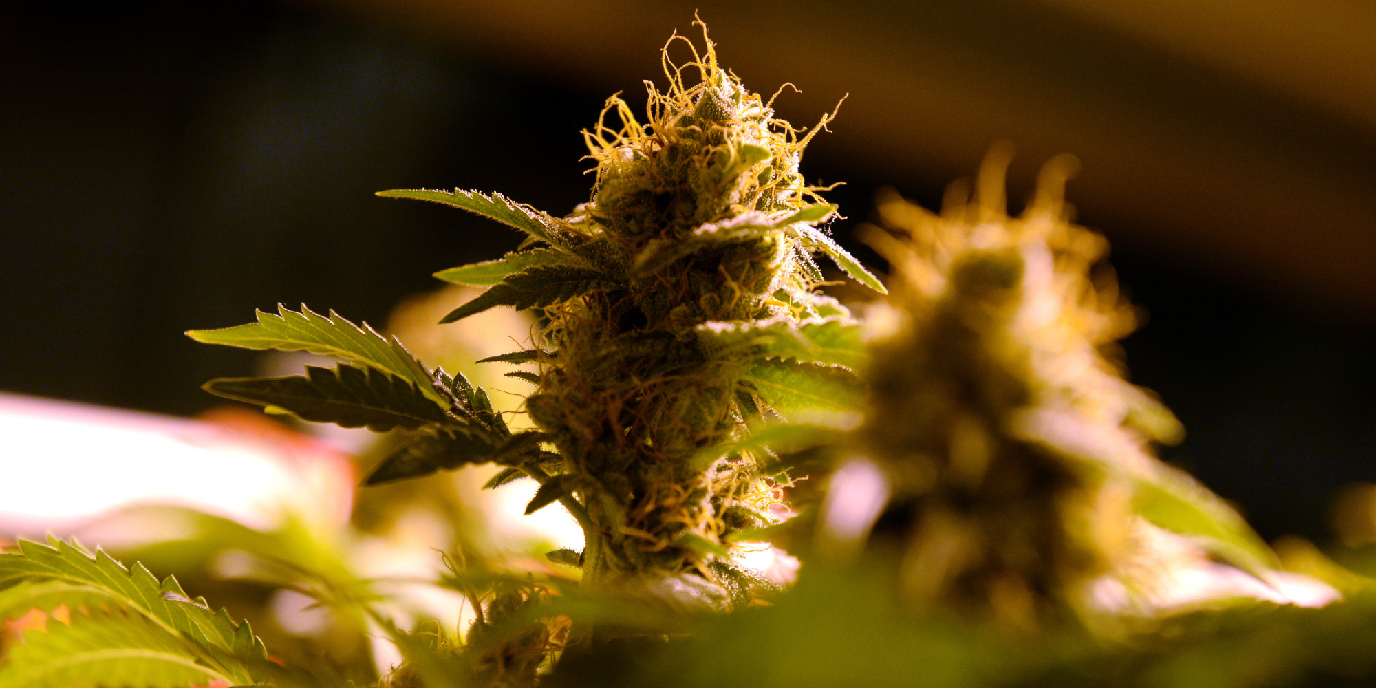 More Than 100 Native American Tribes Consider Growing Marijuana - Weedist