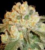 My Favorite Strains: Venom OG - Weedist