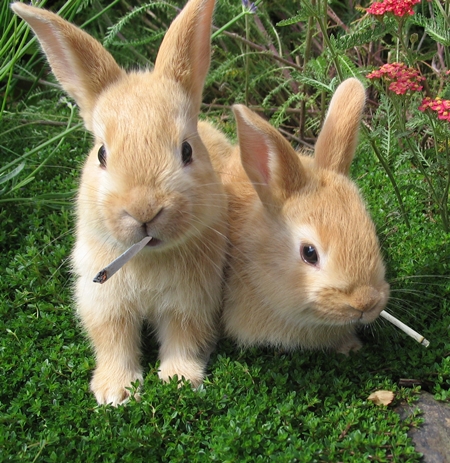Stoned Rabbits: The DEA's Latest Fear Mongering Tactic
